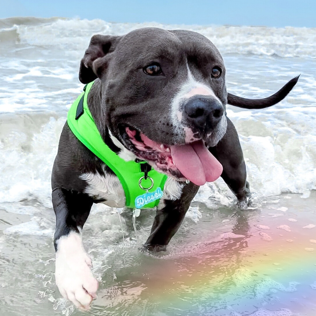 Pet Tags | Doze of D Vibe – Dozeofdvibe